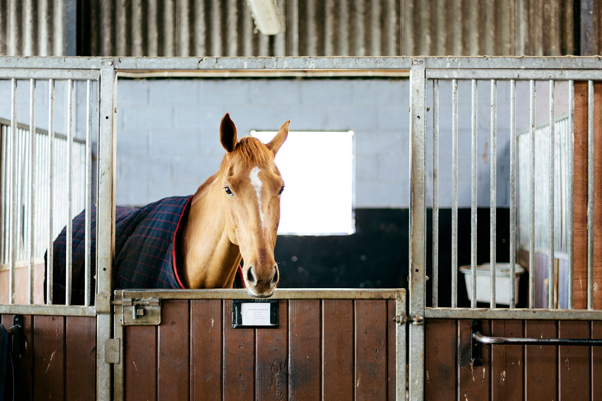 Apprentice Equine Groom (Manston Riding Centre) - KEITS