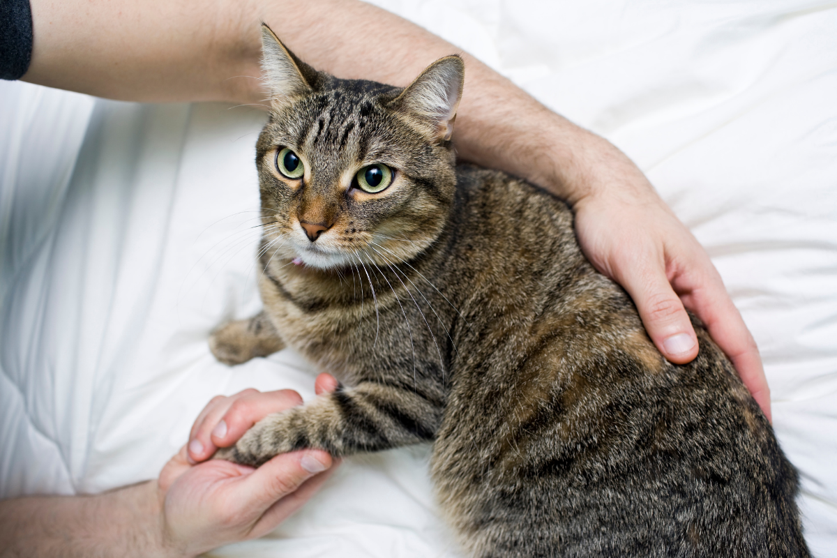 Animal Care Apprenticeships, which one is for you? - KEITS