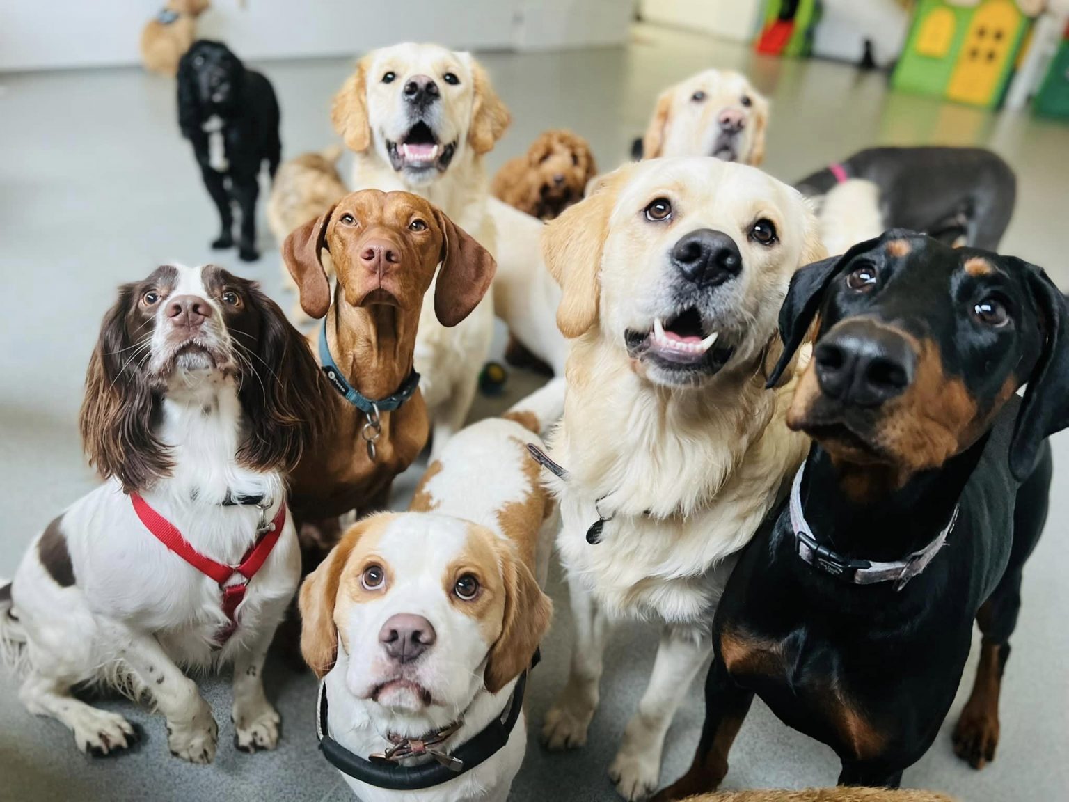 Keits - Apprentice Jobs in Animal Care