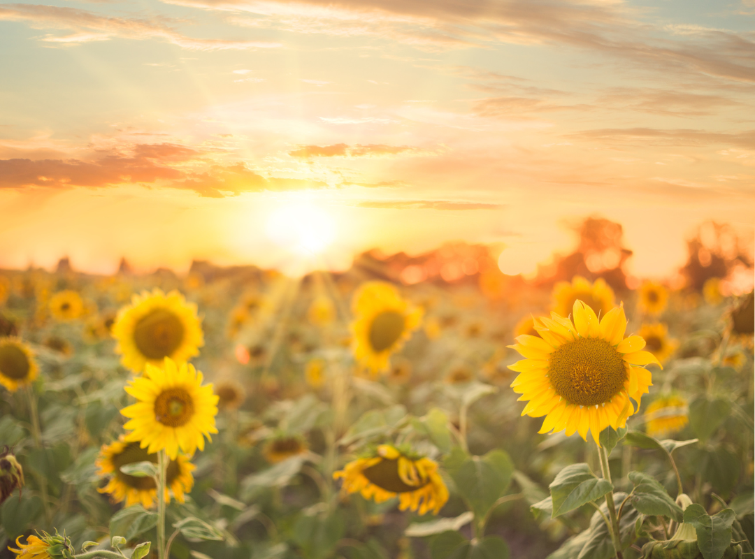 KEITS Summer Newsletter 2024 - KEITS